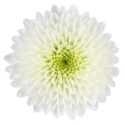 White Button Spray Mums - Florabundance Wholesale Flowers