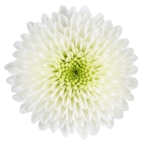 White Button Spray Mums - Florabundance Wholesale Flowers
