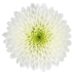 White Button Spray Mums - Florabundance Wholesale Flowers