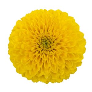Yellow Button Spray Mums - Florabundance Wholesale Flowers