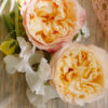 Edith David Austin Garden Roses - Florabundance Wholesale Flowers