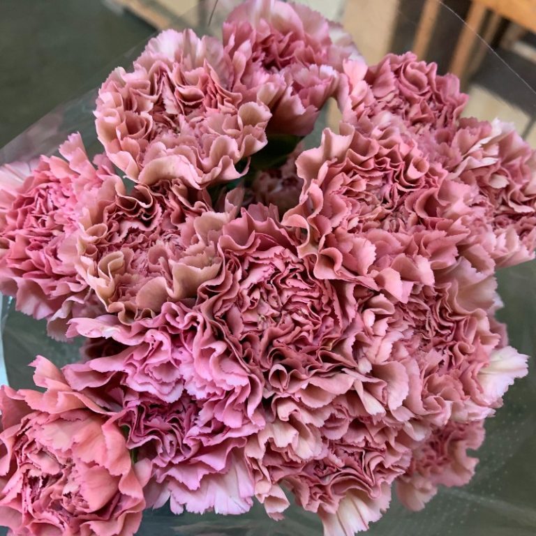 Lege Carnations - Florabundance Wholesale Flowers