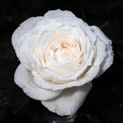 Princess Miyuki Garden Roses - Florabundance Wholesale Flowers