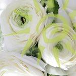 Ranunculus, Cloni-white - Florabundance Wholesale Flowers