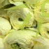 Cream Elegance Ranunculus - Florabundance Wholesale Flowers