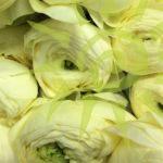 Cream Elegance Ranunculus - Florabundance Wholesale Flowers
