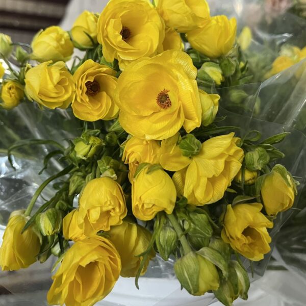 Yellow Butterfly Ranunculus - Florabundance Wholesale Flowers