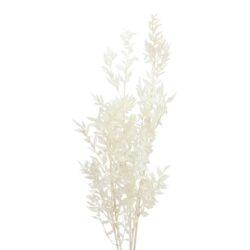 Dried Bleached Italian Ruscus - Florabundance Wholesale Flowers