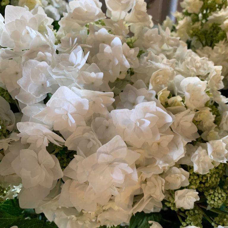 Lacecap Hydrangea - Florabundance Wholesale Flowers