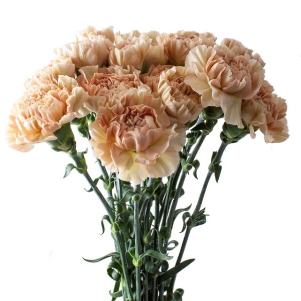 Lege Marrone Carnations Florabundance Wholesale Flowers
