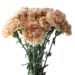 Lege Marrone Carnations - Florabundance Wholesale Flowers