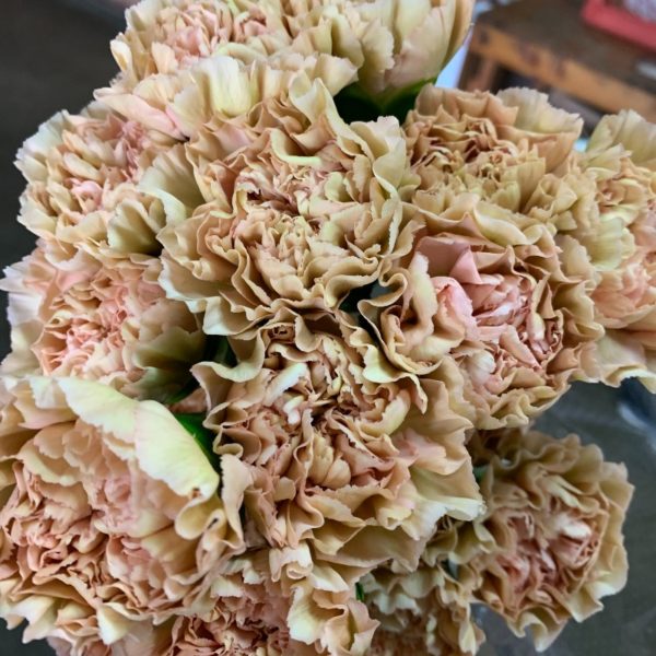 Lege Marrone Carnations - Florabundance Wholesale Flowers