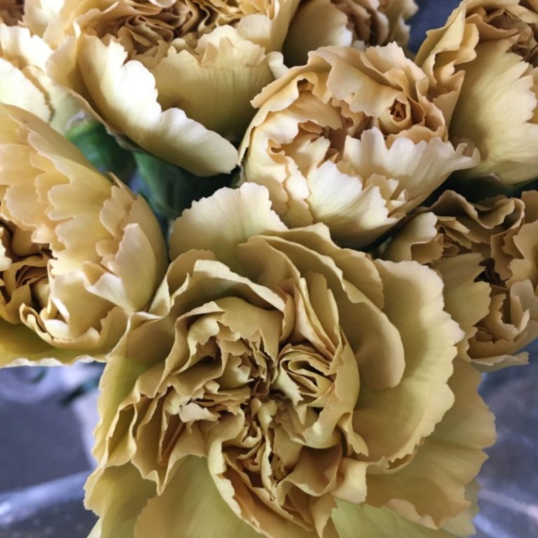 Mustard Carnations - Florabundance Wholesale Flowers