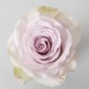 Andrea Roses - Florabundance Wholesale Flowers