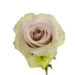Andrea Roses - Florabundance Wholesale Flowers