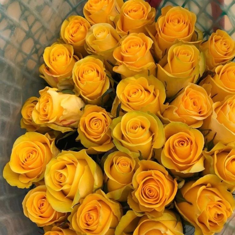 Brighton Roses l Florabundance Wholesale Flowers