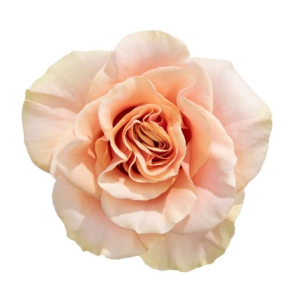 Phoenix Roses - Florabundance Wholesale Flowers