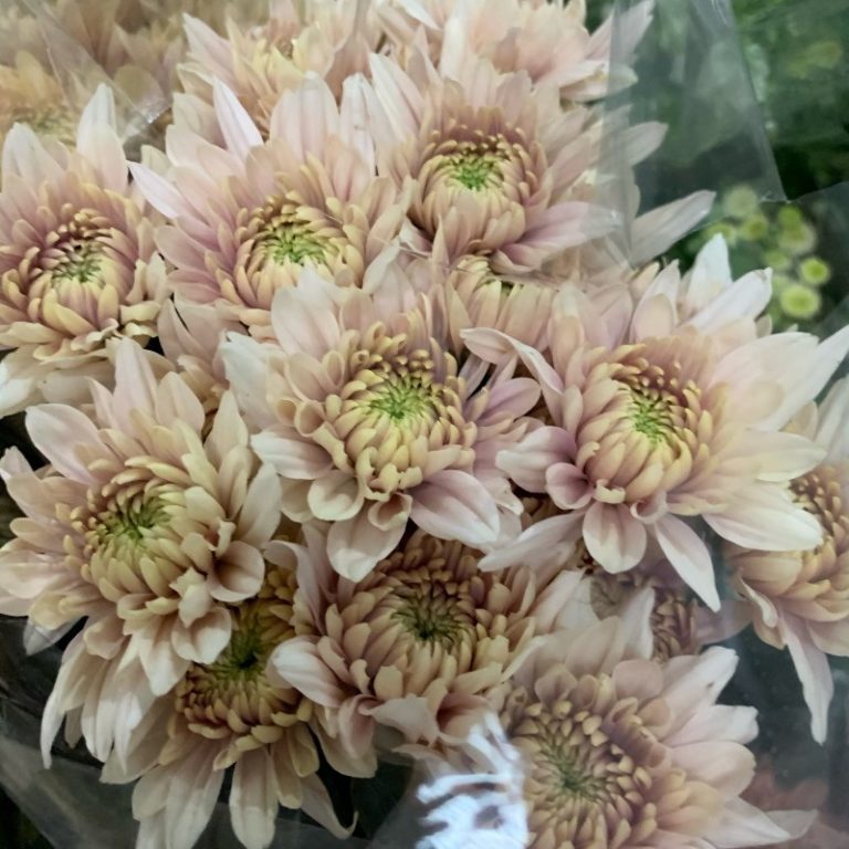 Peach Cushion Spray Mums - Florabundance Wholesale Flowers