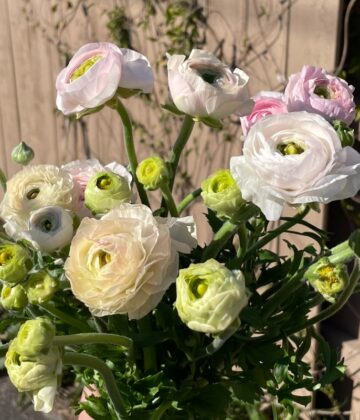 Ranunculus - Florabundance Wholesale Flowers