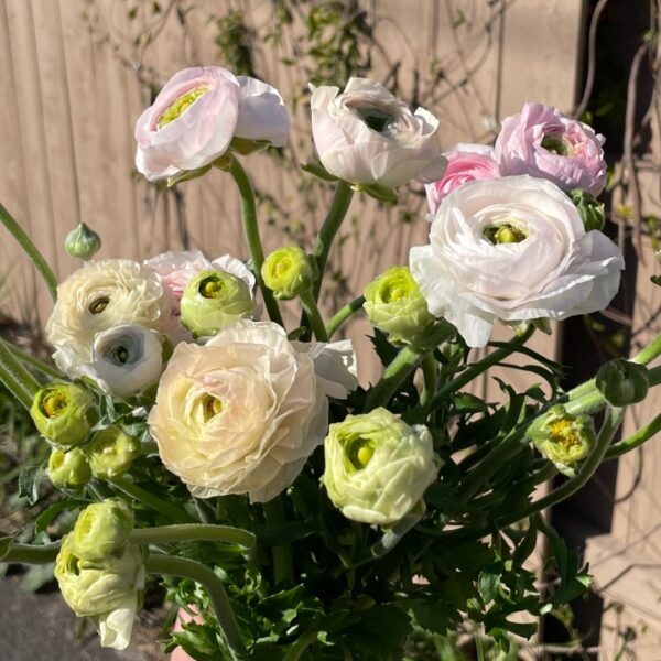 Blush California Ranunculus - Florabundance Wholesale Flowers