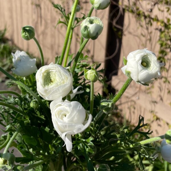 White California Ranunculus - Florabundance Wholesale Flowers