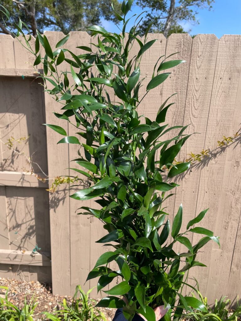 Ruscus, Italian-Super Long - Florabundance Wholesale Flowers