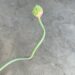 Allium Snake Ball - Florabundance Wholesale Flowers