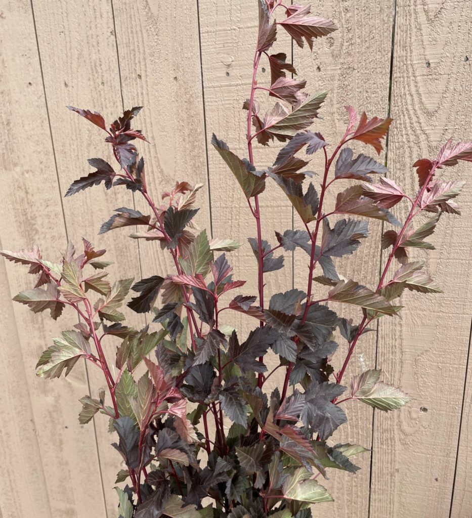 Ninebark-autumn - Florabundance Wholesale Flowers