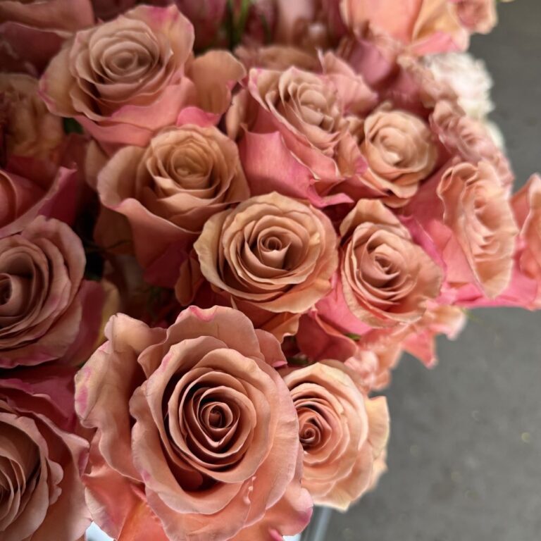 Moab Roses - Florabundance Wholesale Flowers