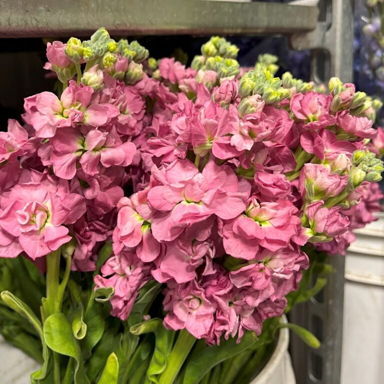 Antique Mauve Stock - Florabundance Wholesale Flowers