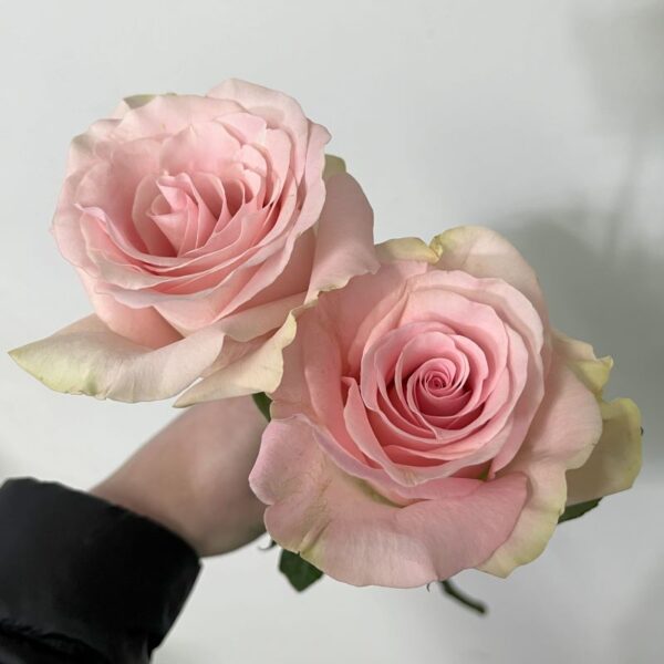 Blessing Roses - Florabundance Wholesale Flowers