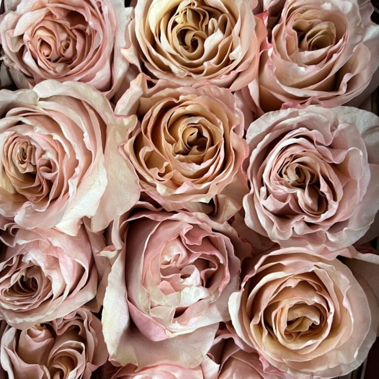 Fascination Roses - Florabundance Wholesale Flowers