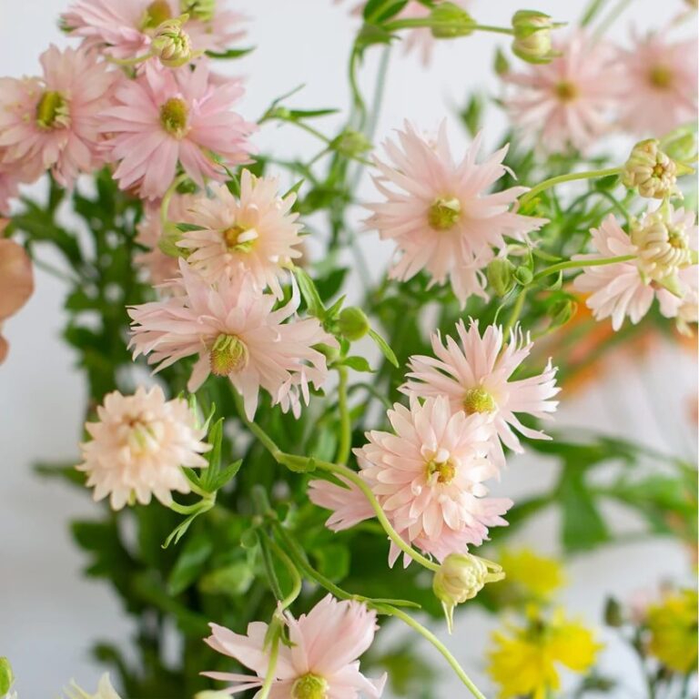 Moderna Cosmo Ranunculus - Florabundance Wholesale Flowers